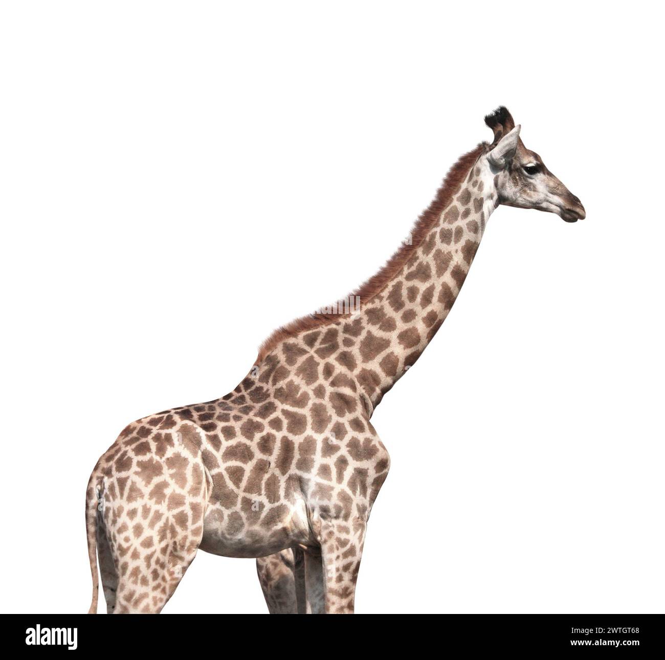 Cute giraffe, side view. The giraffe profile view. African wild animal ...