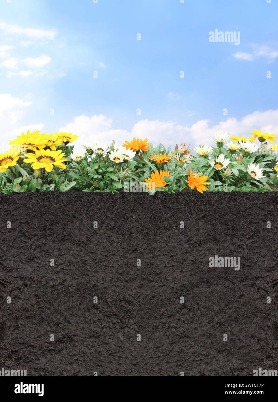Soil cross section flowers hi-res stock photography and images - Alamy