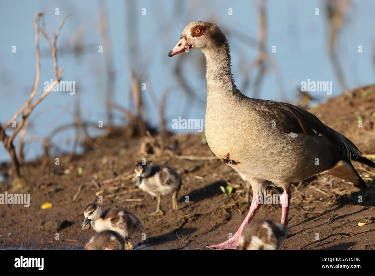 African member of the anatidae family hi-res stock photography and ...