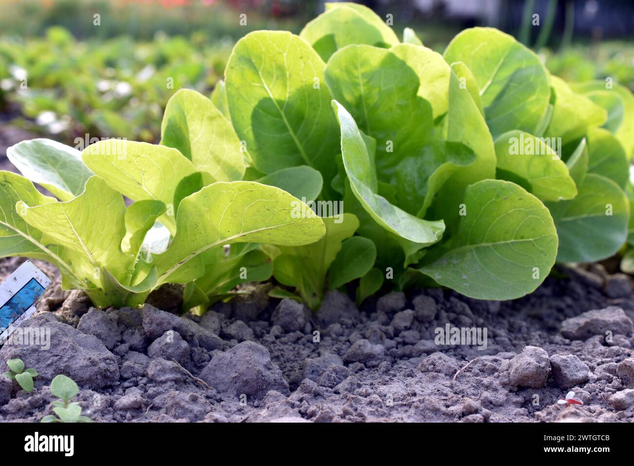 Lettuce plantation. A row of lettuce leaves grown in the garden Stock ...