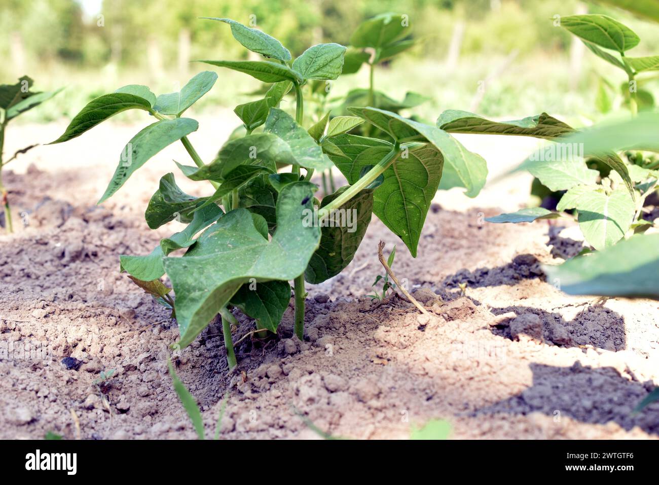 Bush bean plant hi-res stock photography and images - Alamy