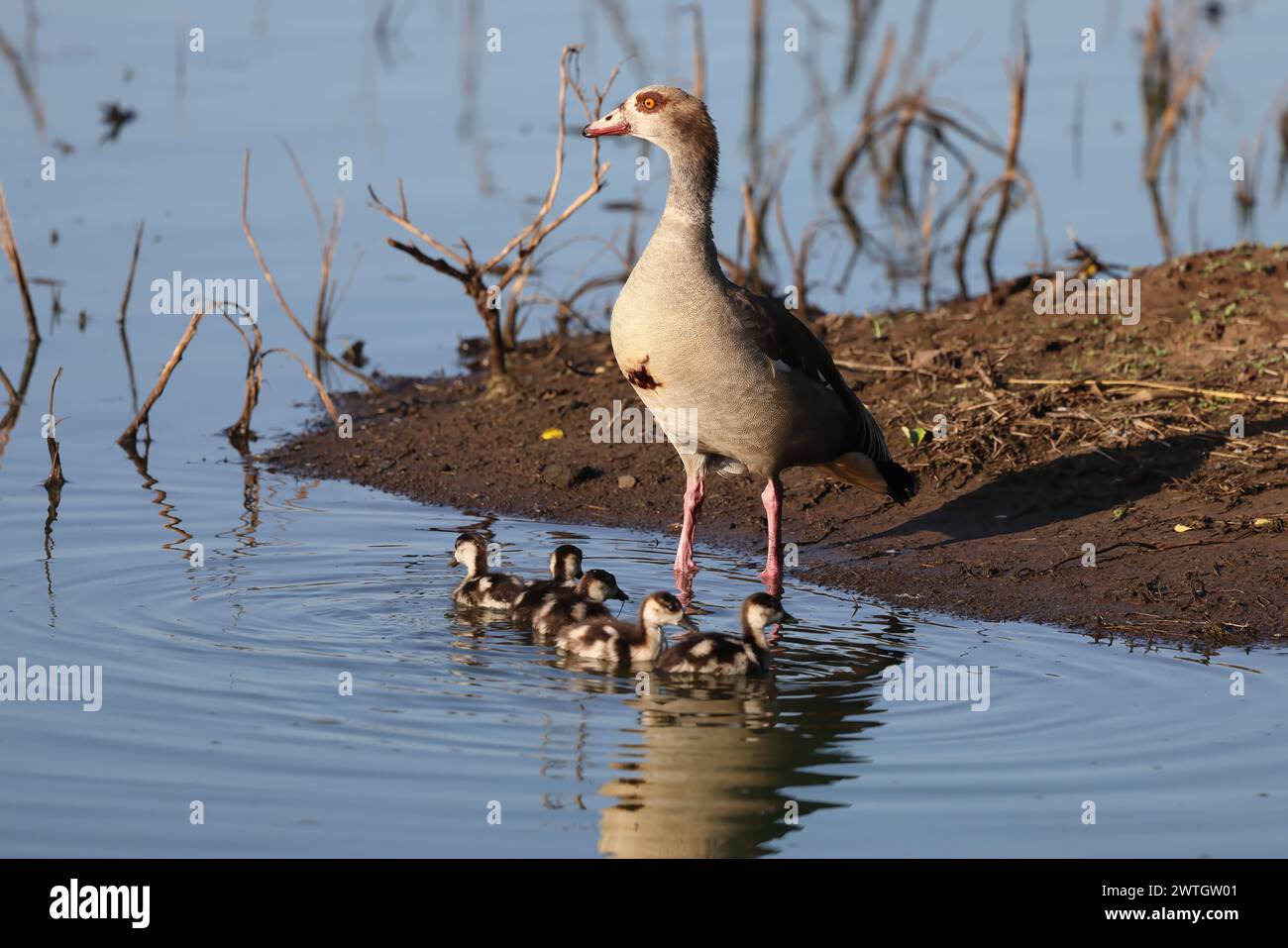 African member of the anatidae family hi-res stock photography and ...