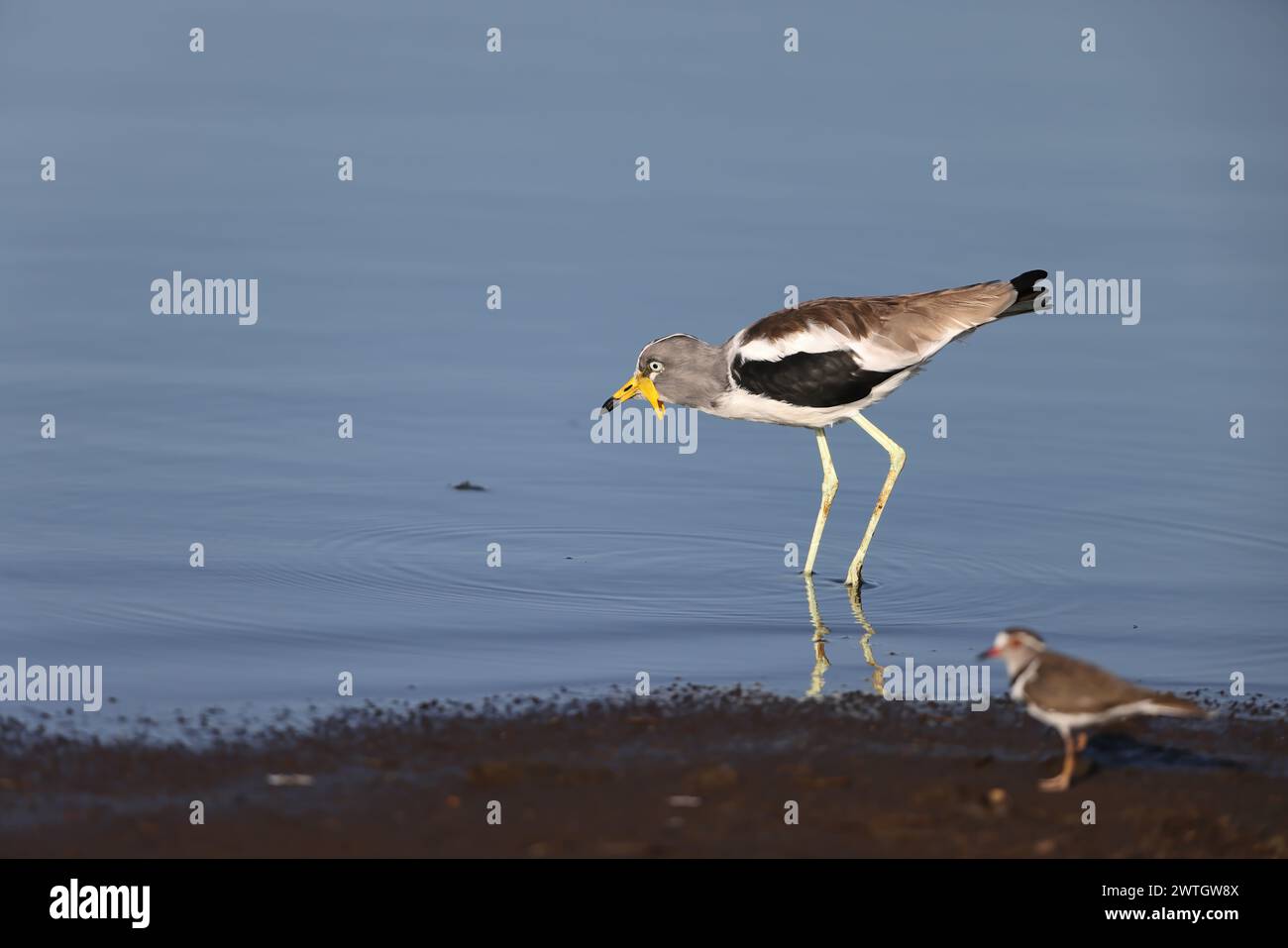 The white-crowned lapwing, white-headed lapwing, white-headed plover or white-crowned plover ...