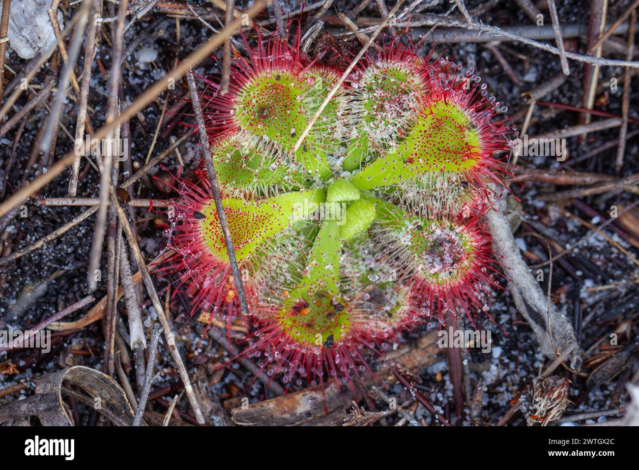 The carnivorous plant Drosera xerophila in natural habitat near ...