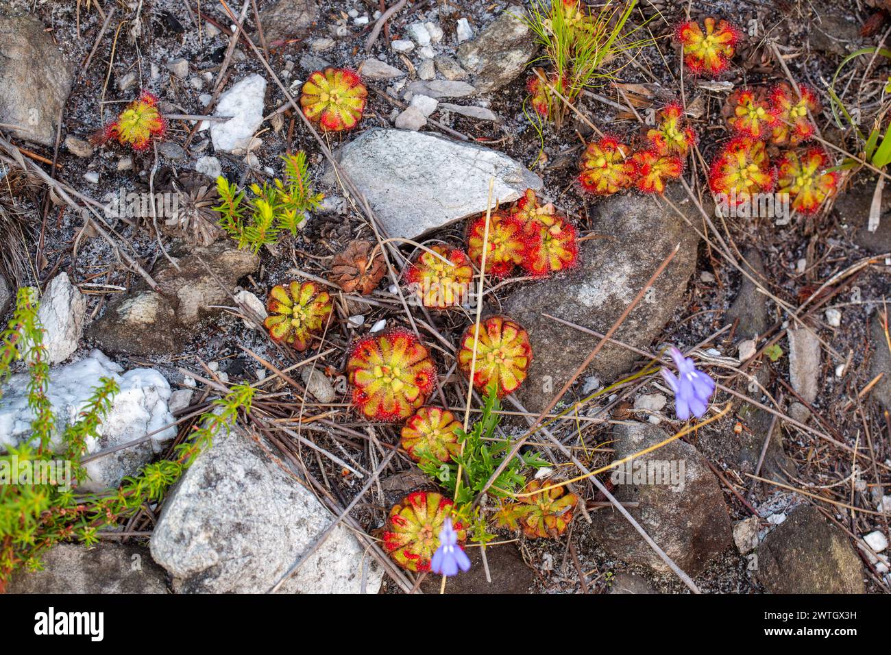 The carnivorous plant Drosera xerophila in natural habitat near ...
