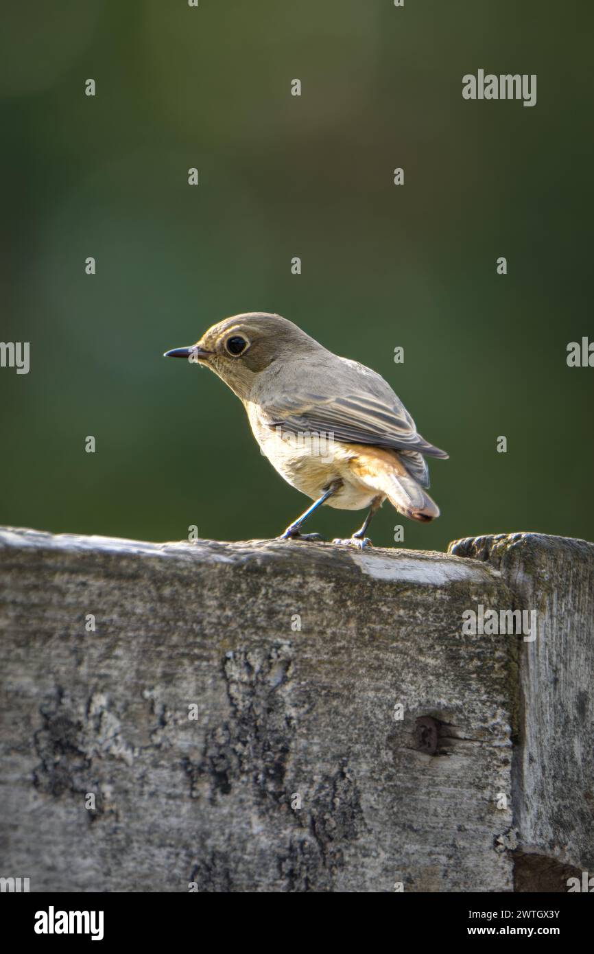 Wooden fence post at a park hi-res stock photography and images - Alamy