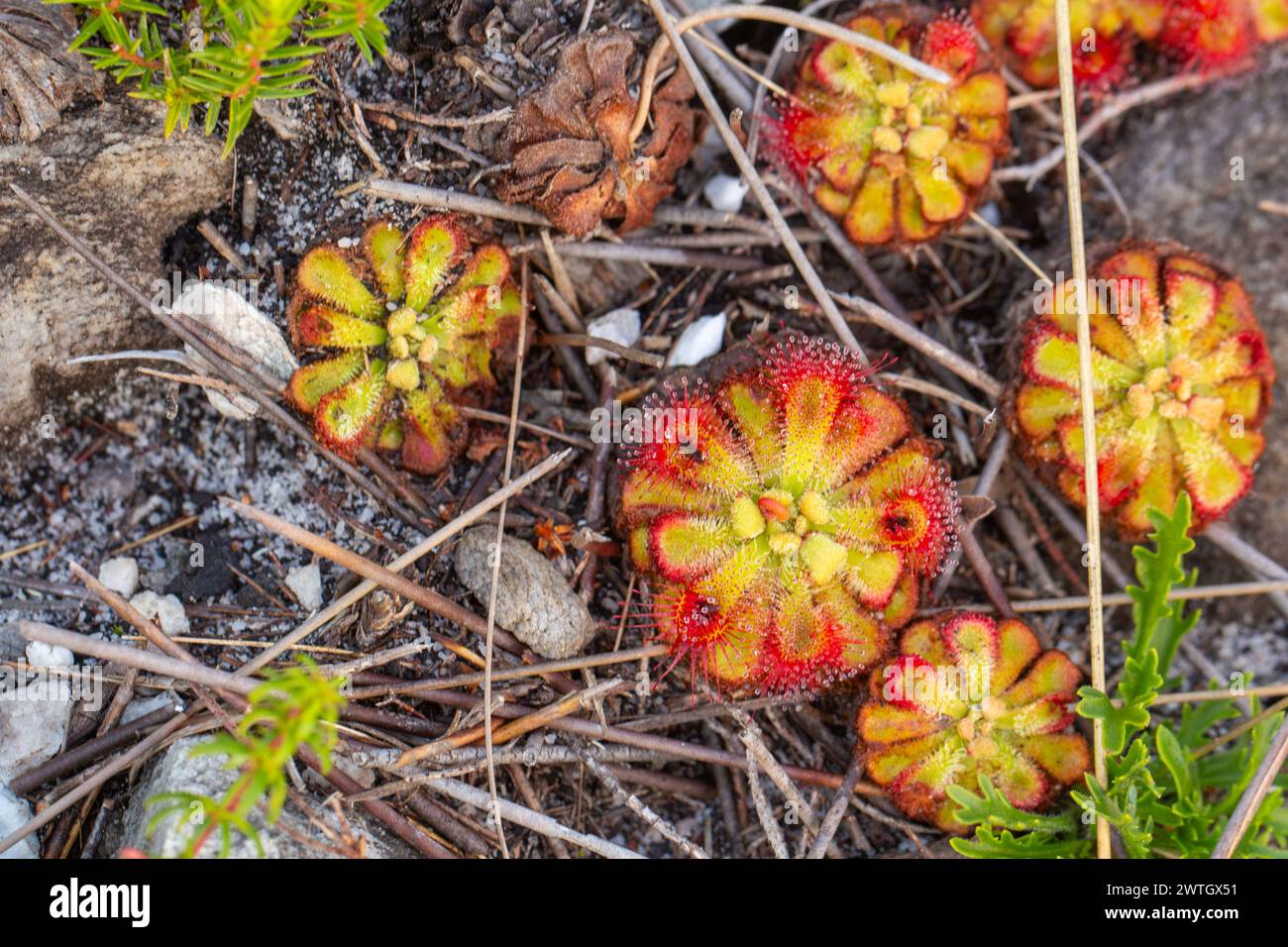 The carnivorous plant Drosera xerophila in natural habitat near ...