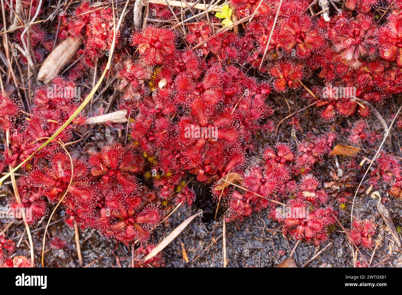 The carnivorous plant Drosera slackii in natural habitat near Hermanus ...