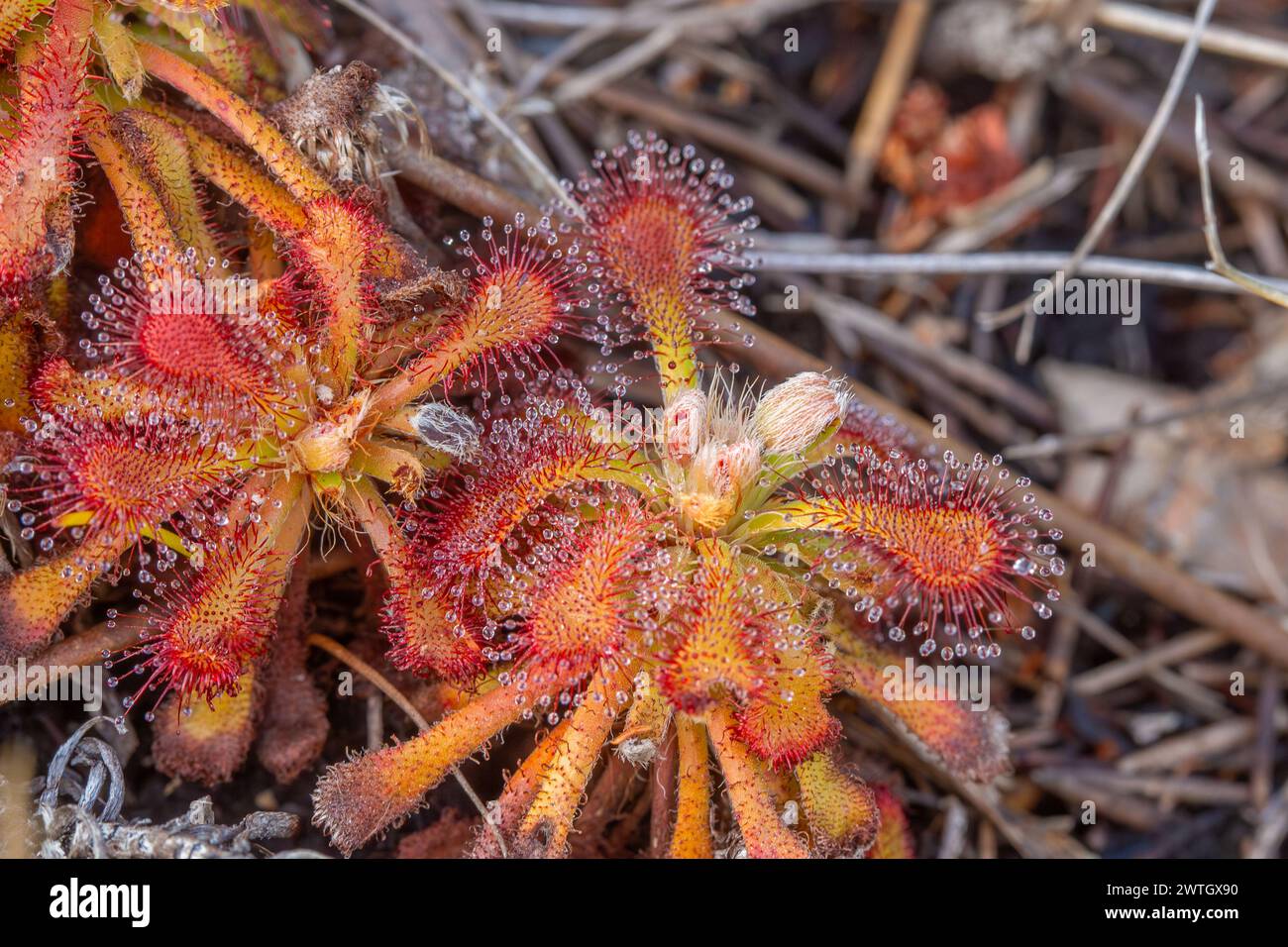 The carnivorous plant Drosera glabripes x xerophila in natural habitat ...