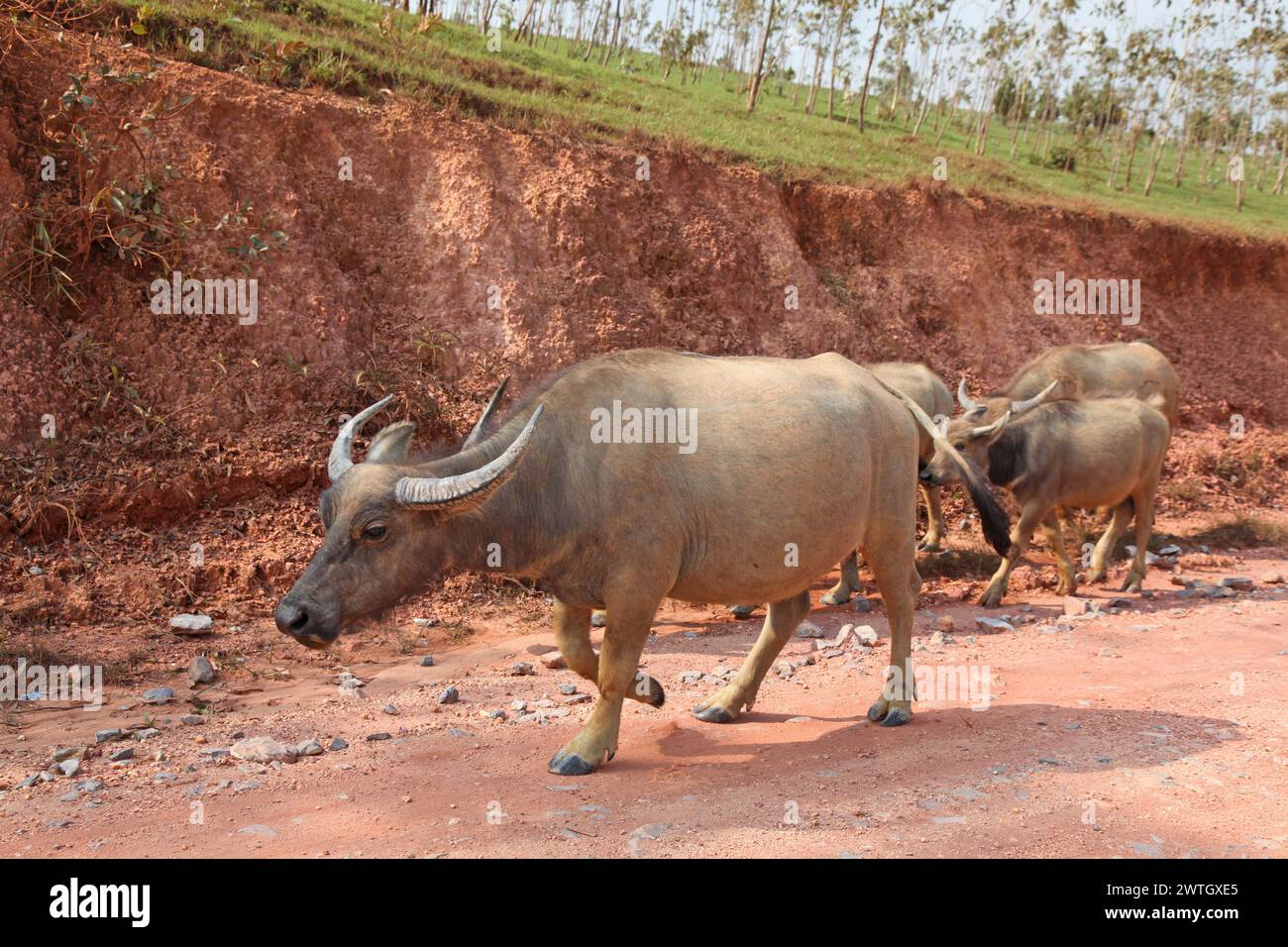 Asian buffalo with some of it's calves walks along a dirt road in rural ...