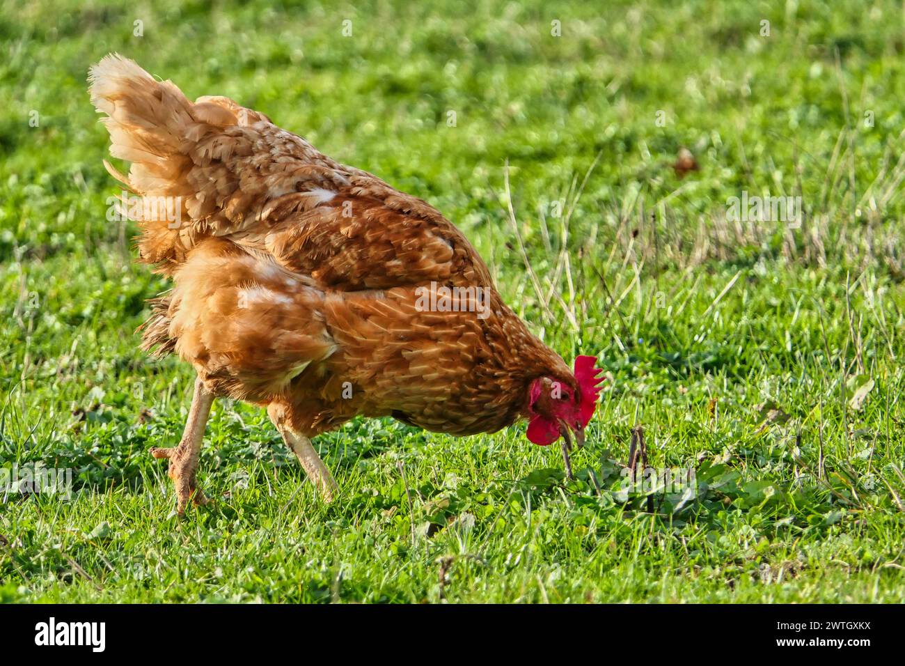 Chicken pecking hi-res stock photography and images - Alamy