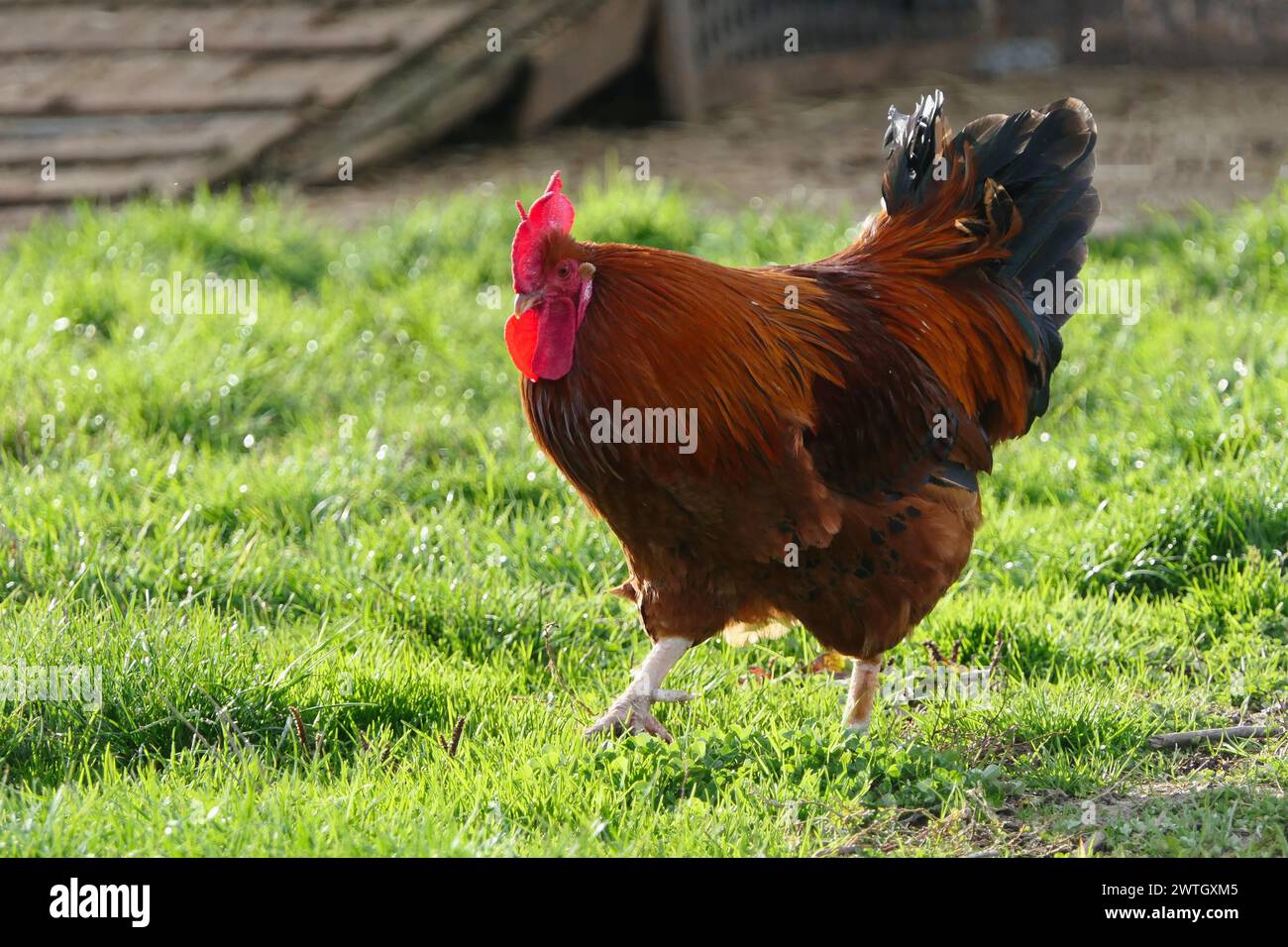 Chicken pecking hi-res stock photography and images - Alamy