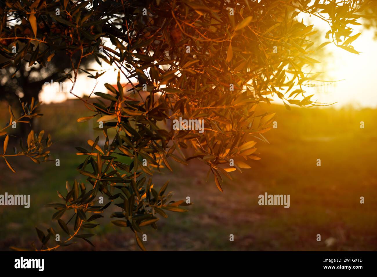 Olive tree branches lit by sun Stock Photo - Alamy