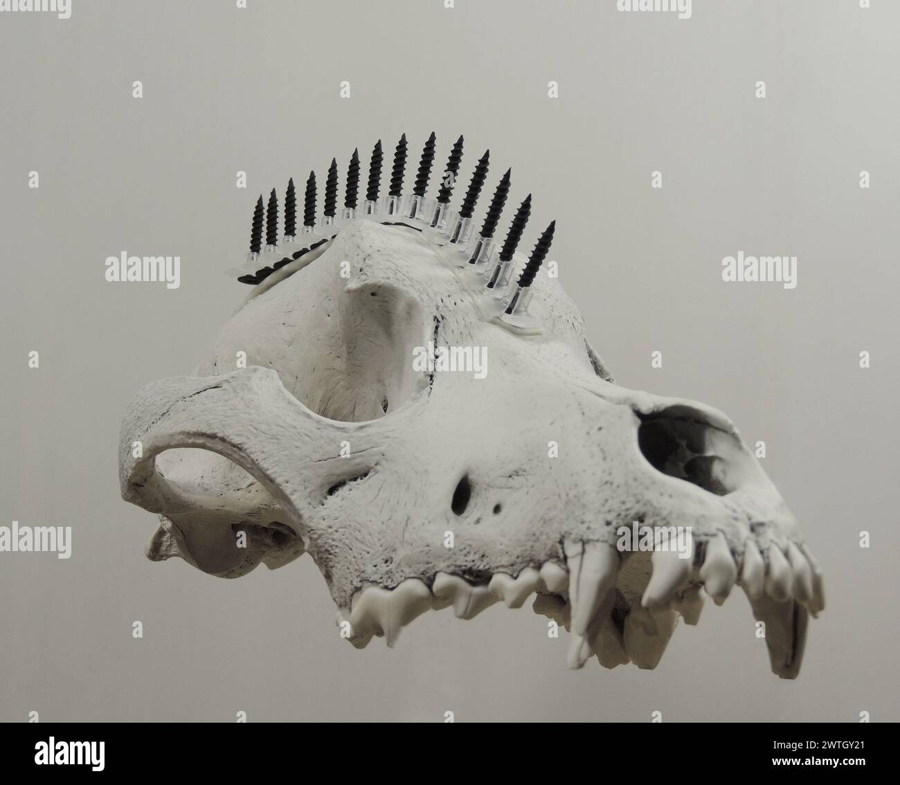 Steampunk Wolf Skull With Black Screws In Mohawk Hairstyle Floating In ...