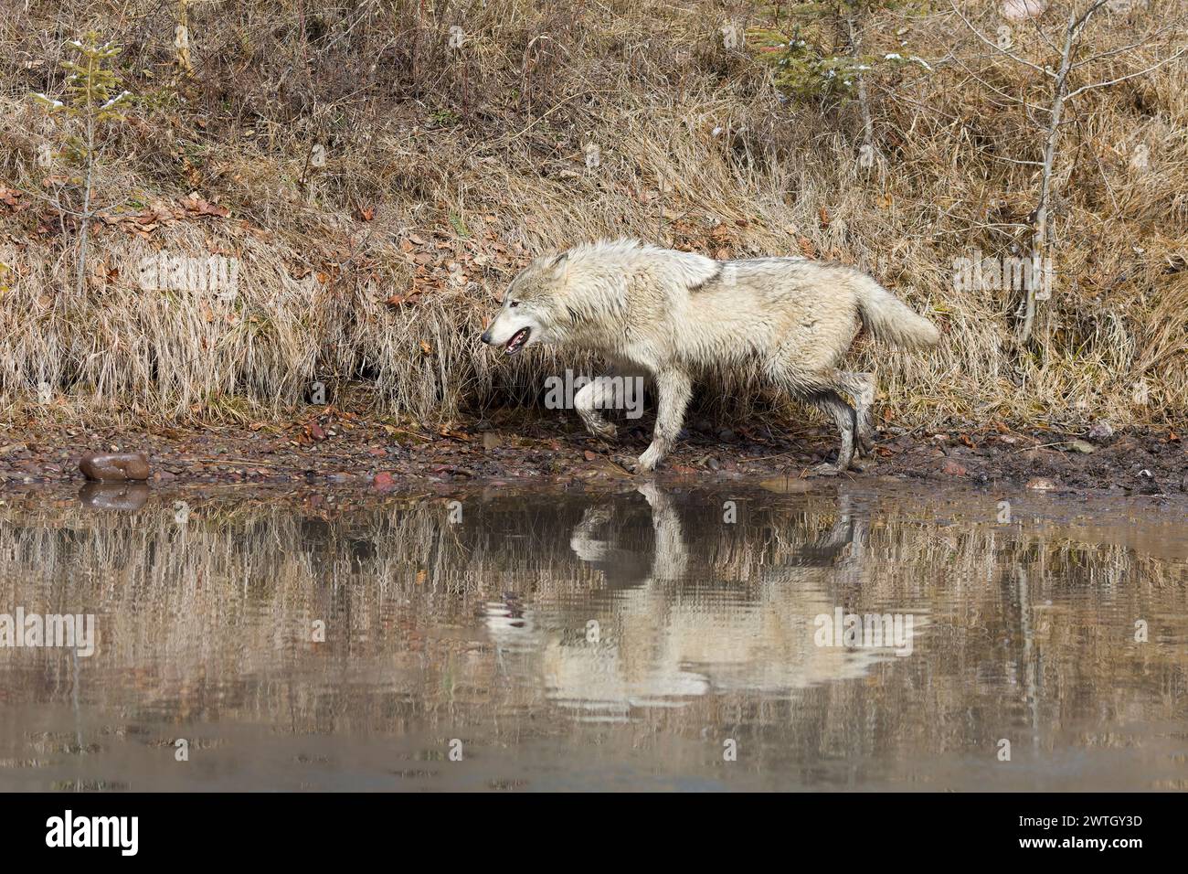 Grey wolf Canis lupus, adult walking at river edge, Montana, USA, March ...