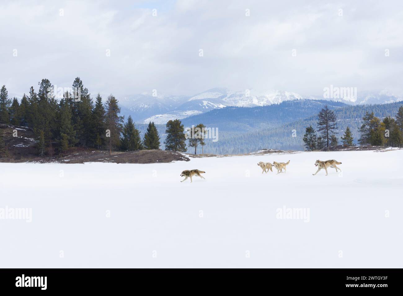 Wolf running across snow hi-res stock photography and images - Alamy
