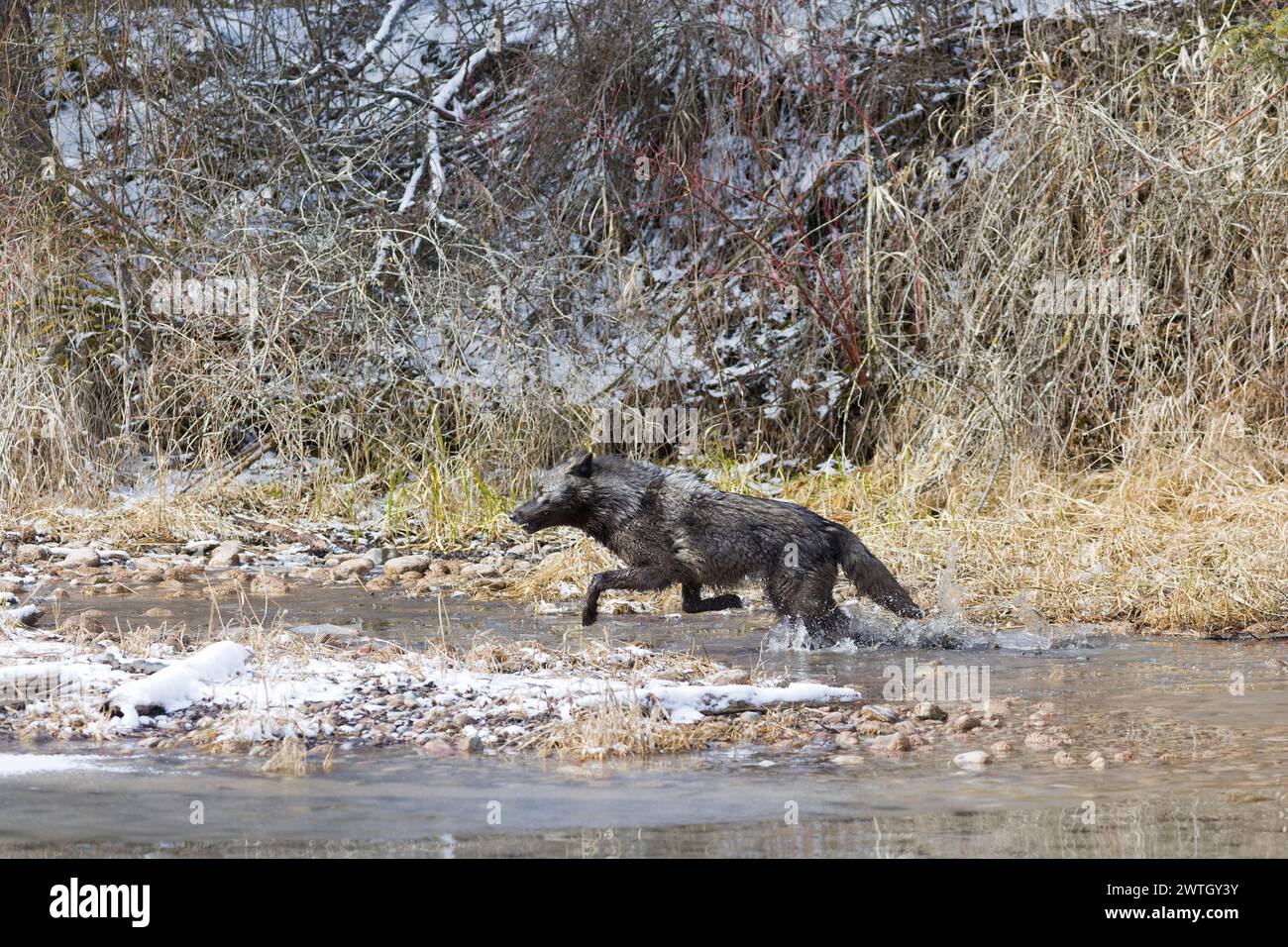 Gray wolf canis lupus in water hi-res stock photography and images - Alamy
