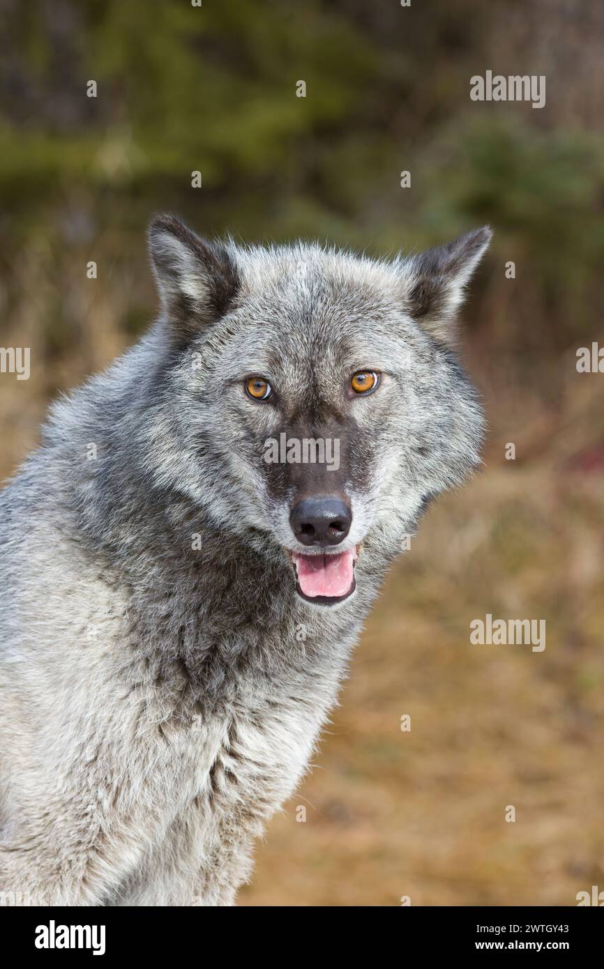 Adult wolves canis lupus hi-res stock photography and images - Alamy