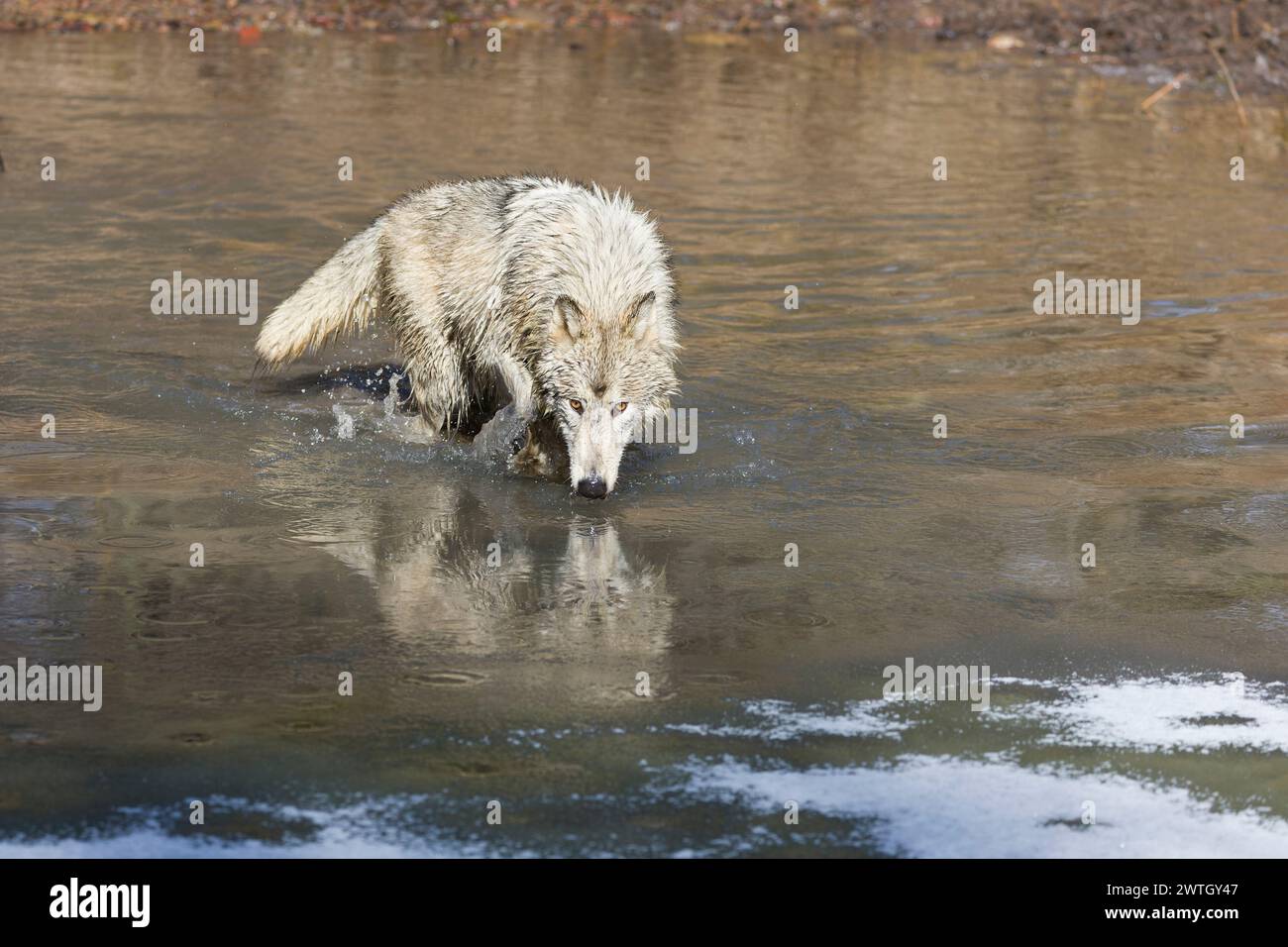 Wolf water hi-res stock photography and images - Alamy