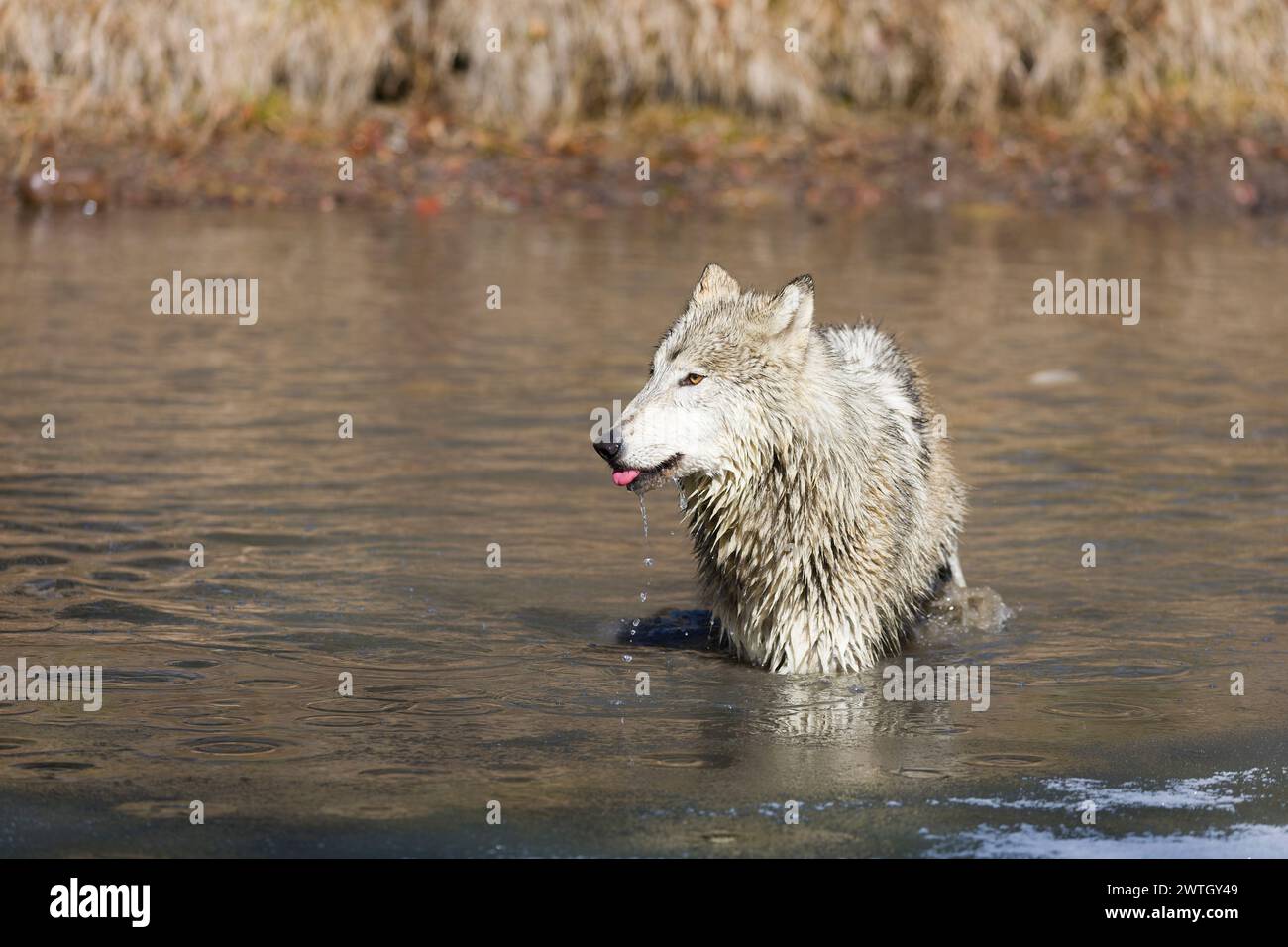 Wolf water hi-res stock photography and images - Alamy