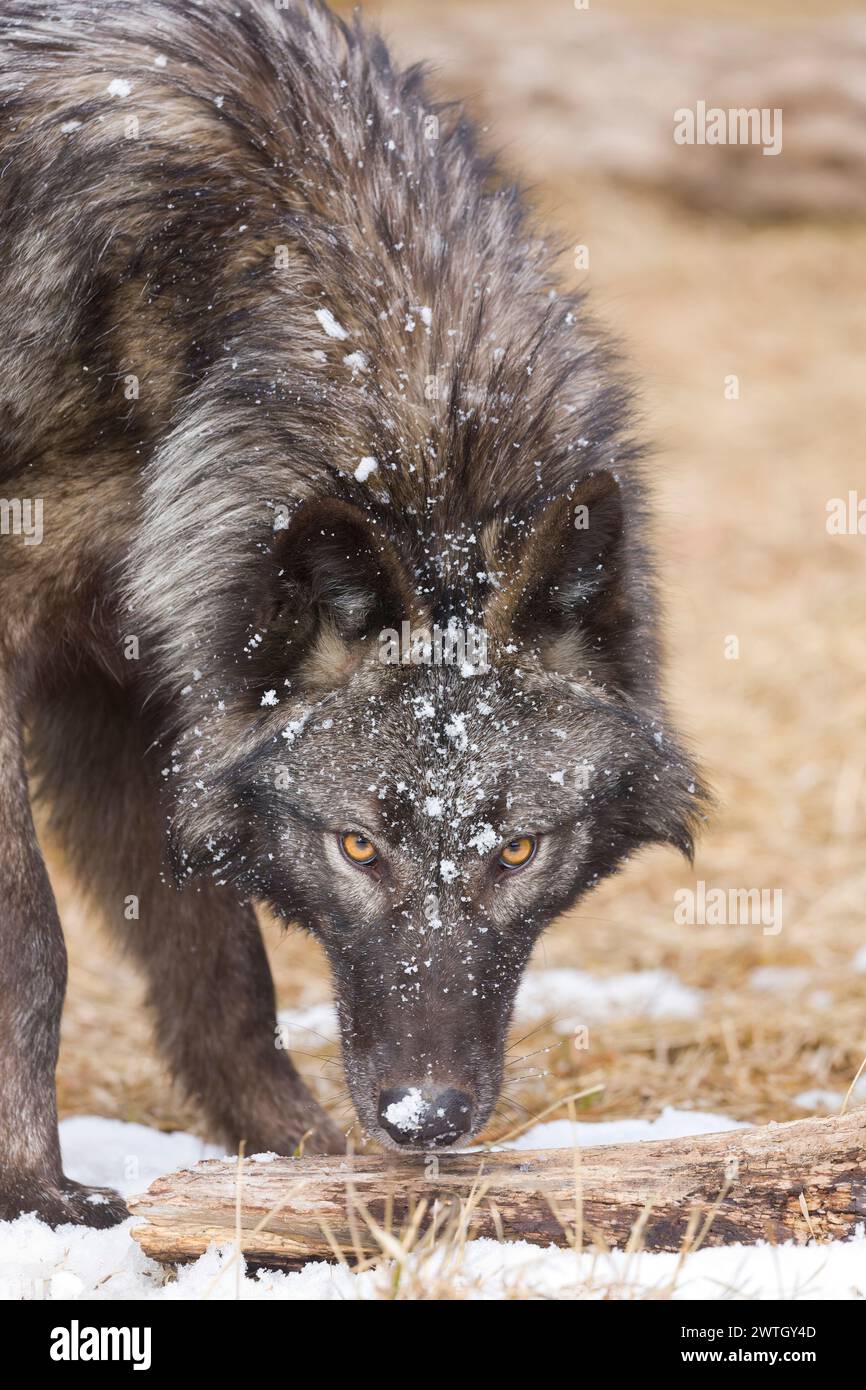 Grey wolf Canis lupus, adult with snow on head, Montana, USA, March ...