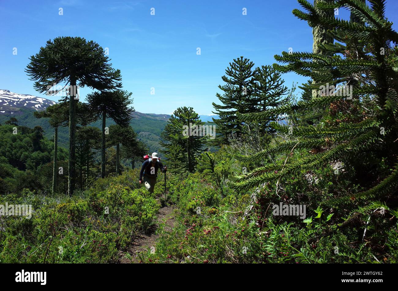Sendero villarrica traverse hi-res stock photography and images - Alamy