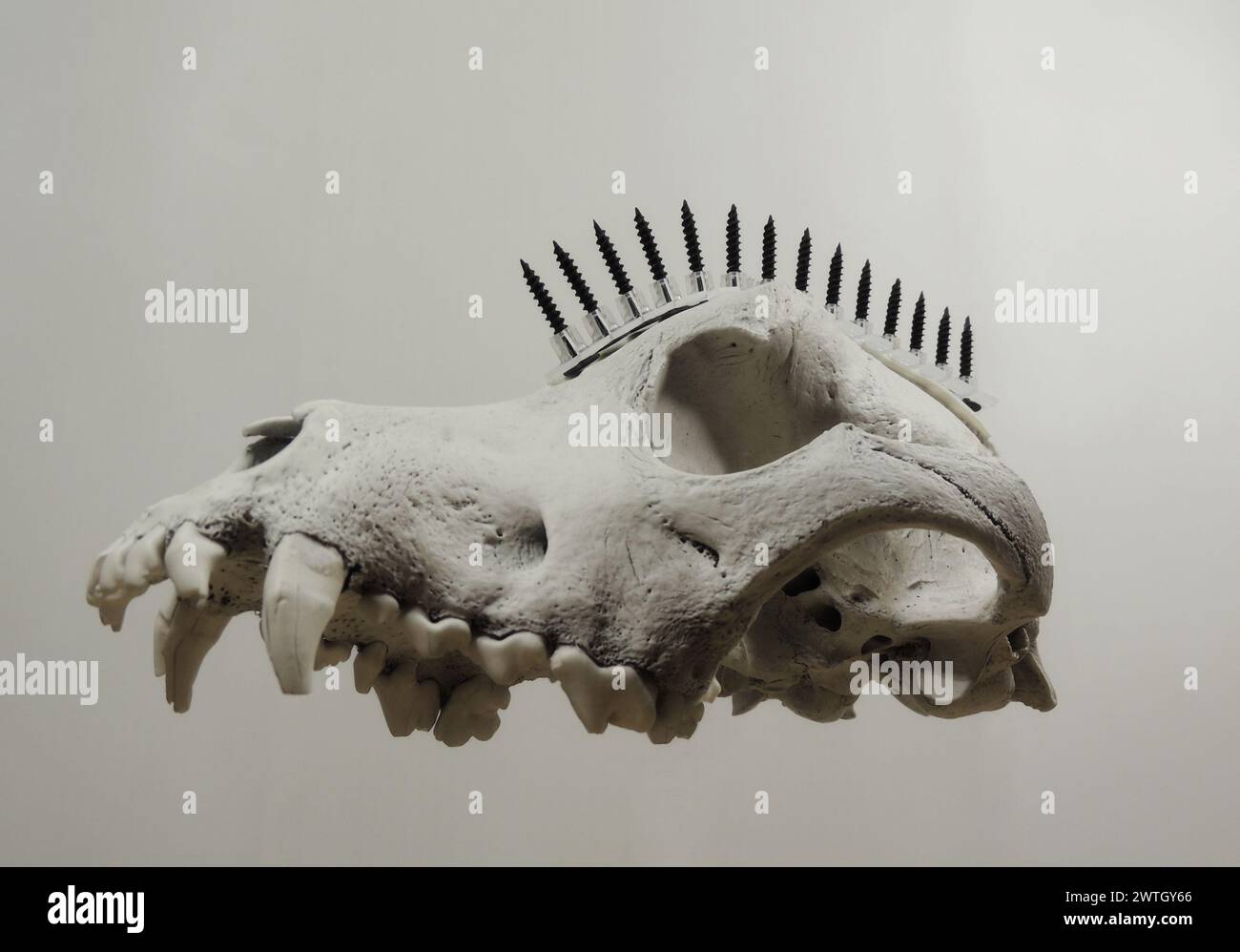 Screw in skull hi-res stock photography and images - Alamy