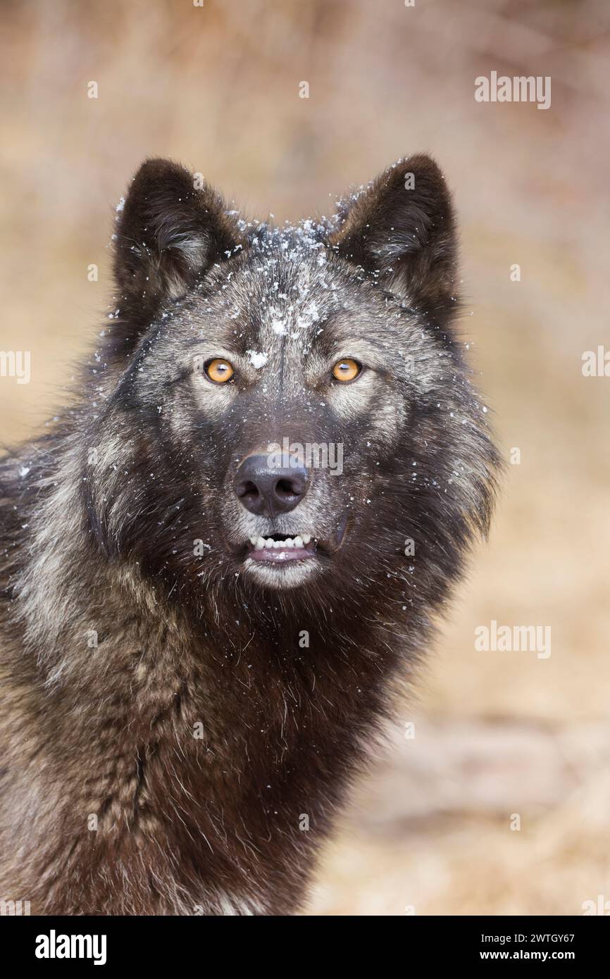 Grey wolf Canis lupus, adult portrait, Montana, USA, March Stock Photo ...
