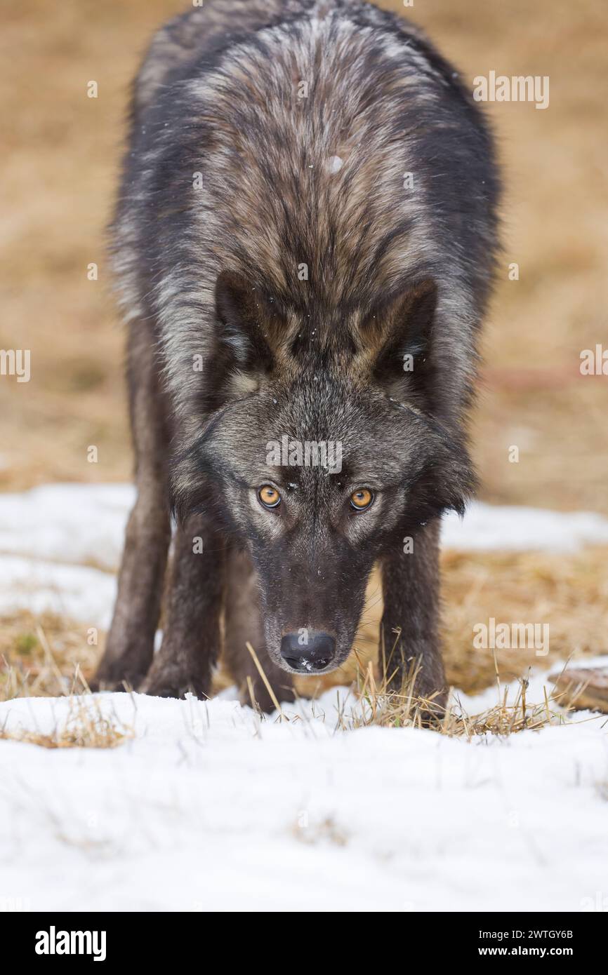 Grey wolf Canis lupus, adult standing on snow covered grassland ...
