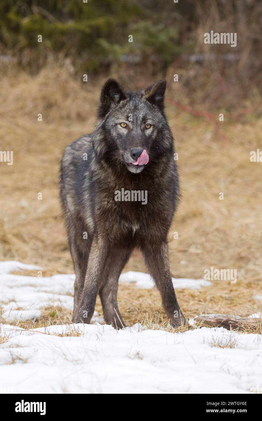 Grey wolf Canis lupus, adult standing on snow covered grassland ...