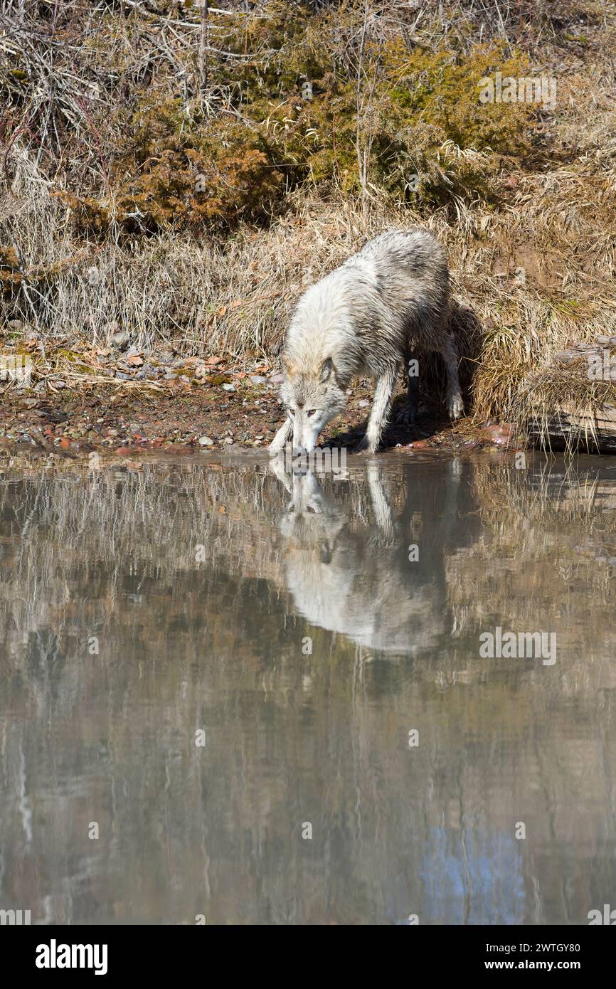 Grey wolf Canis lupus, adult standing at river edge, drinking, Montana ...