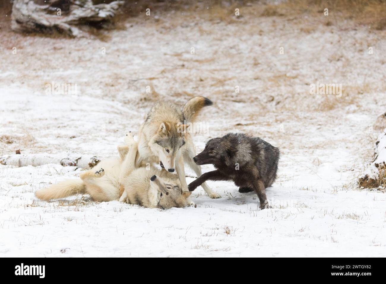 Grey wolf Canis lupus, 3 adults playing on snow, Montana, USA, March ...