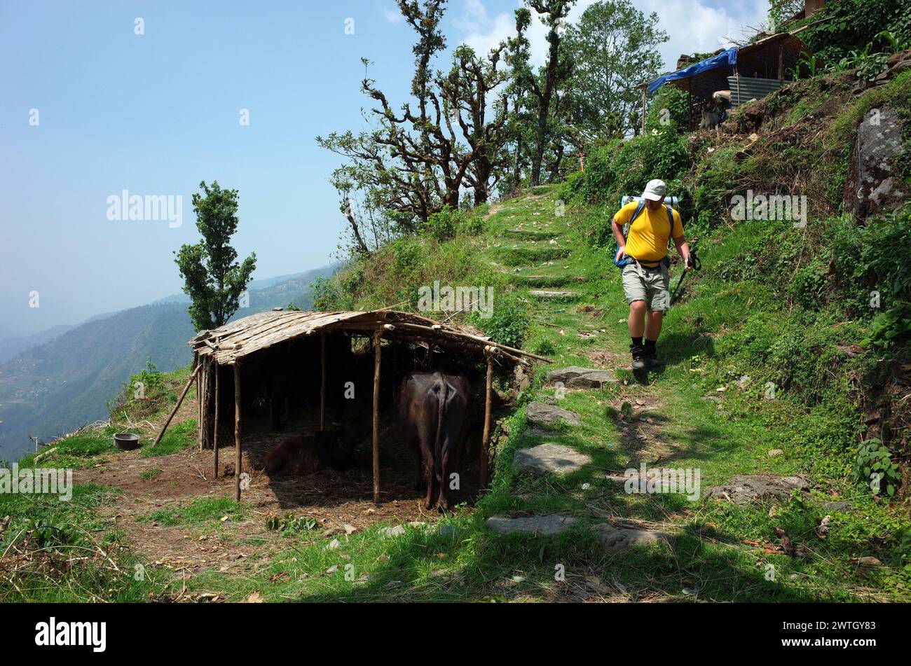Trekking in Nepal Himalayas. Male tourist hiking on green path next to ...