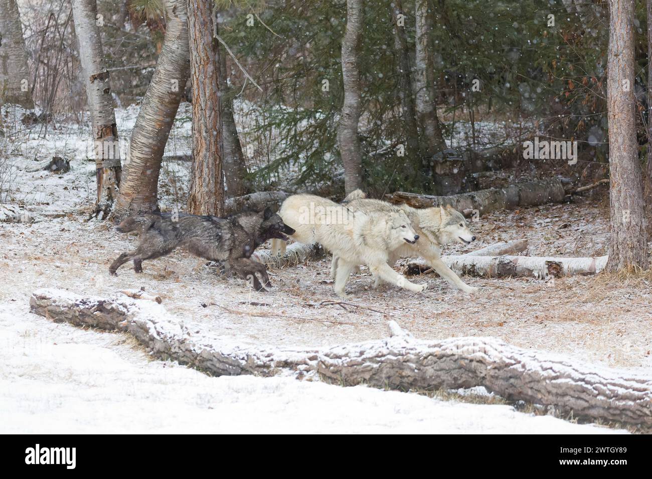 Wolf pack running hi-res stock photography and images - Alamy