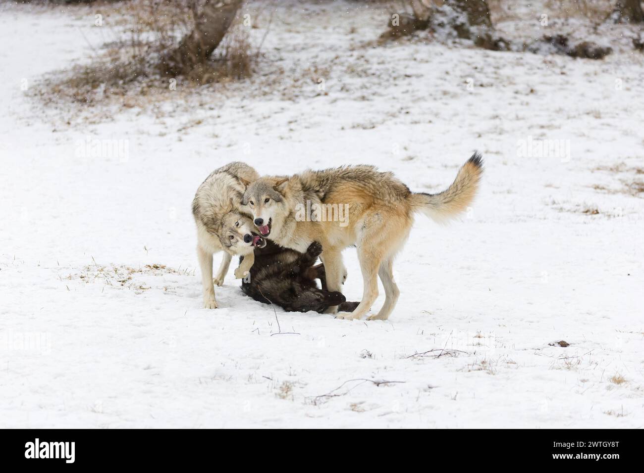 Wolf pack snow hi-res stock photography and images - Alamy