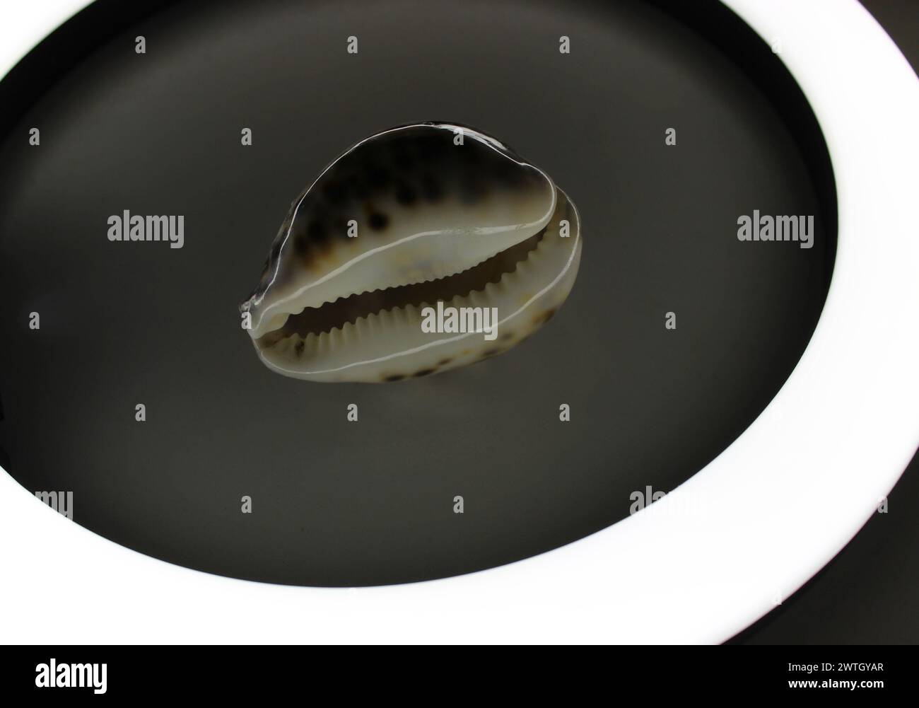 Glance Sea Shell In Circle Of Light Stock Photo For Backgrounds Stock ...