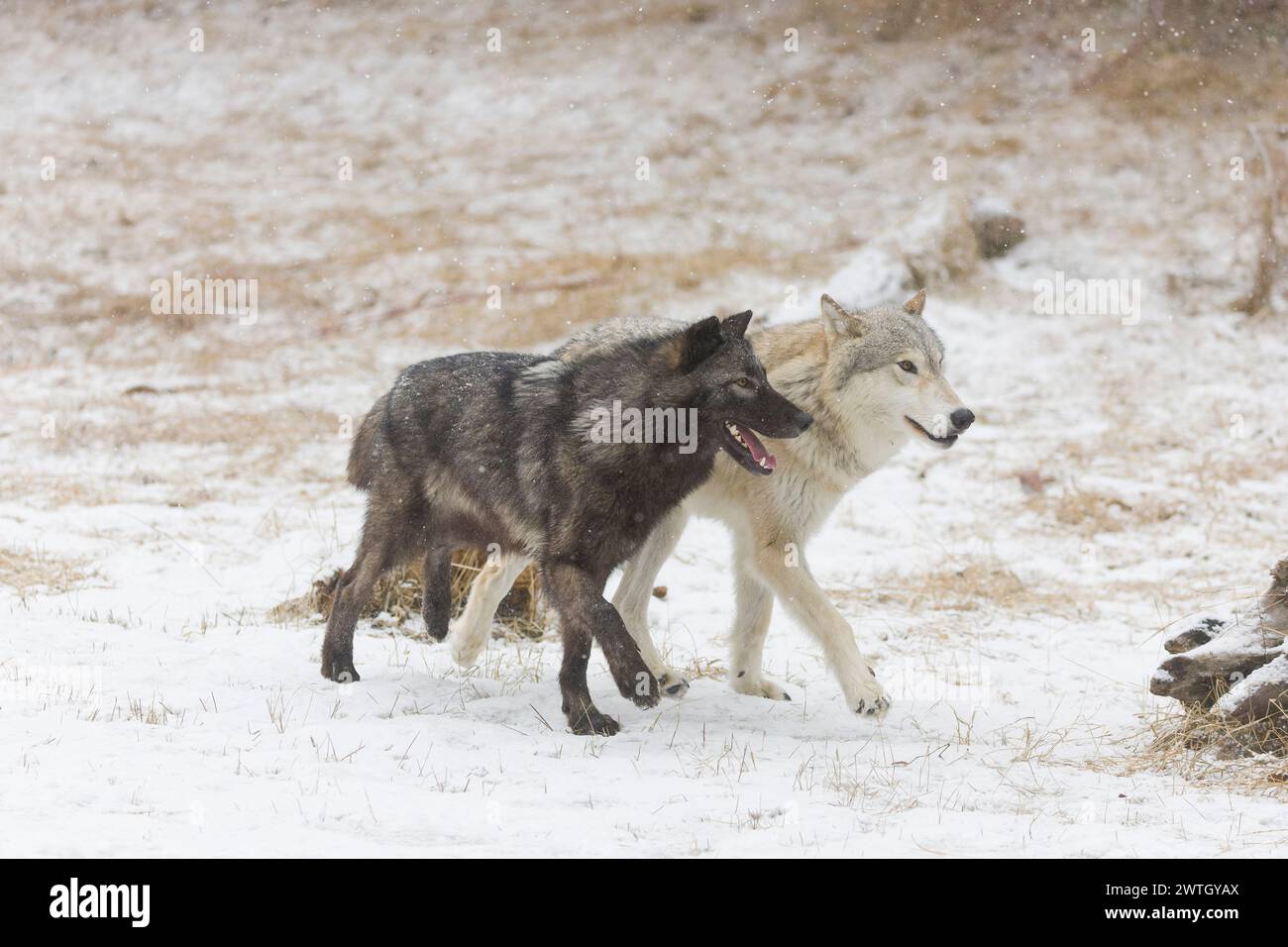Grey wolf Canis lupus, 2 adults walking on snow, Montana, USA, March ...