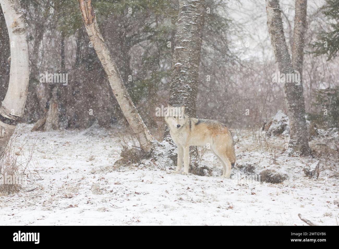 Wolf standing on edge forest hi-res stock photography and images - Alamy
