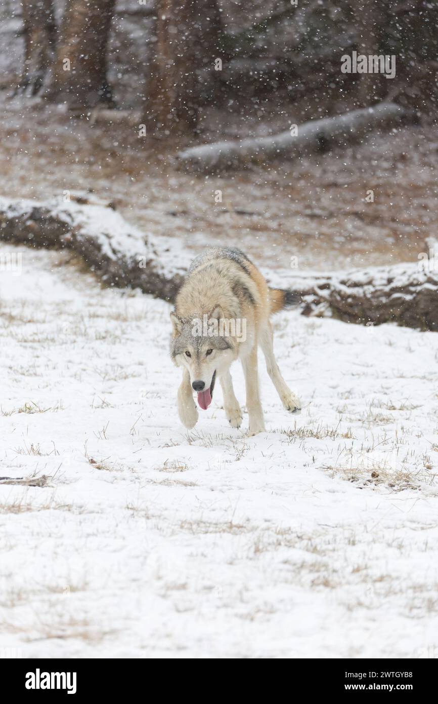 Timber wolf running hi-res stock photography and images - Alamy