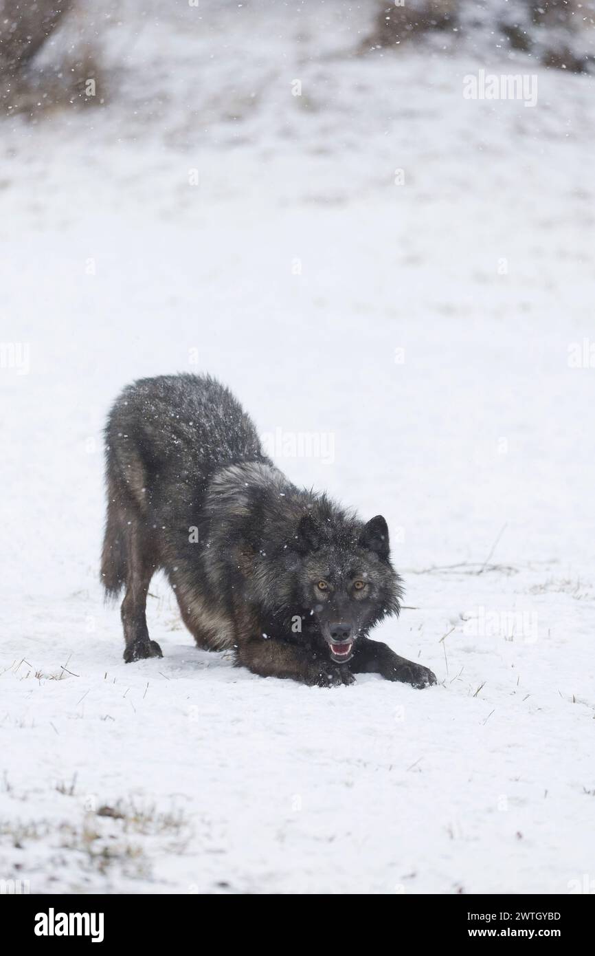 Grey wolf Canis lupus, adult standing on snow in playful pose, Montana ...