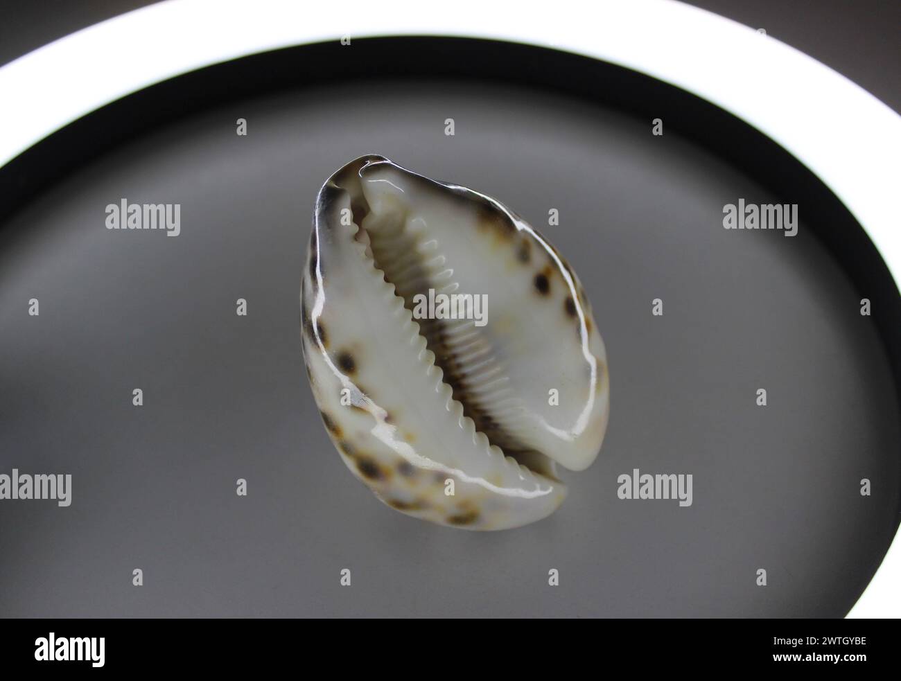 Vacation Memory Concept Photo Of Spotted Ocean Shell Inside Round Lamp ...