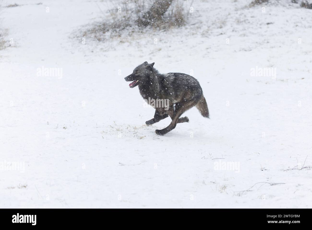 Timber wolf running hi-res stock photography and images - Alamy