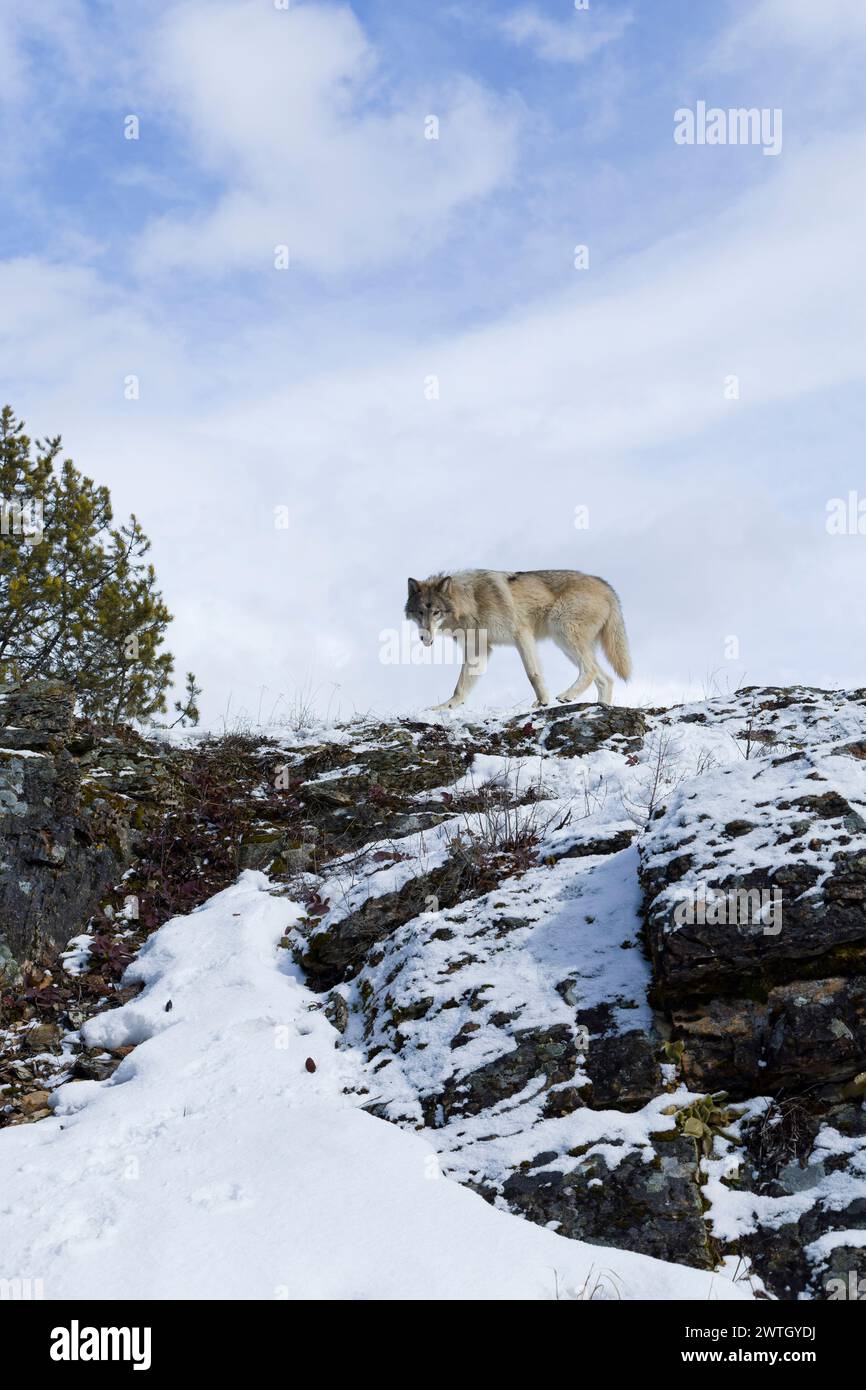Grey wolf walking on snow hi-res stock photography and images - Alamy