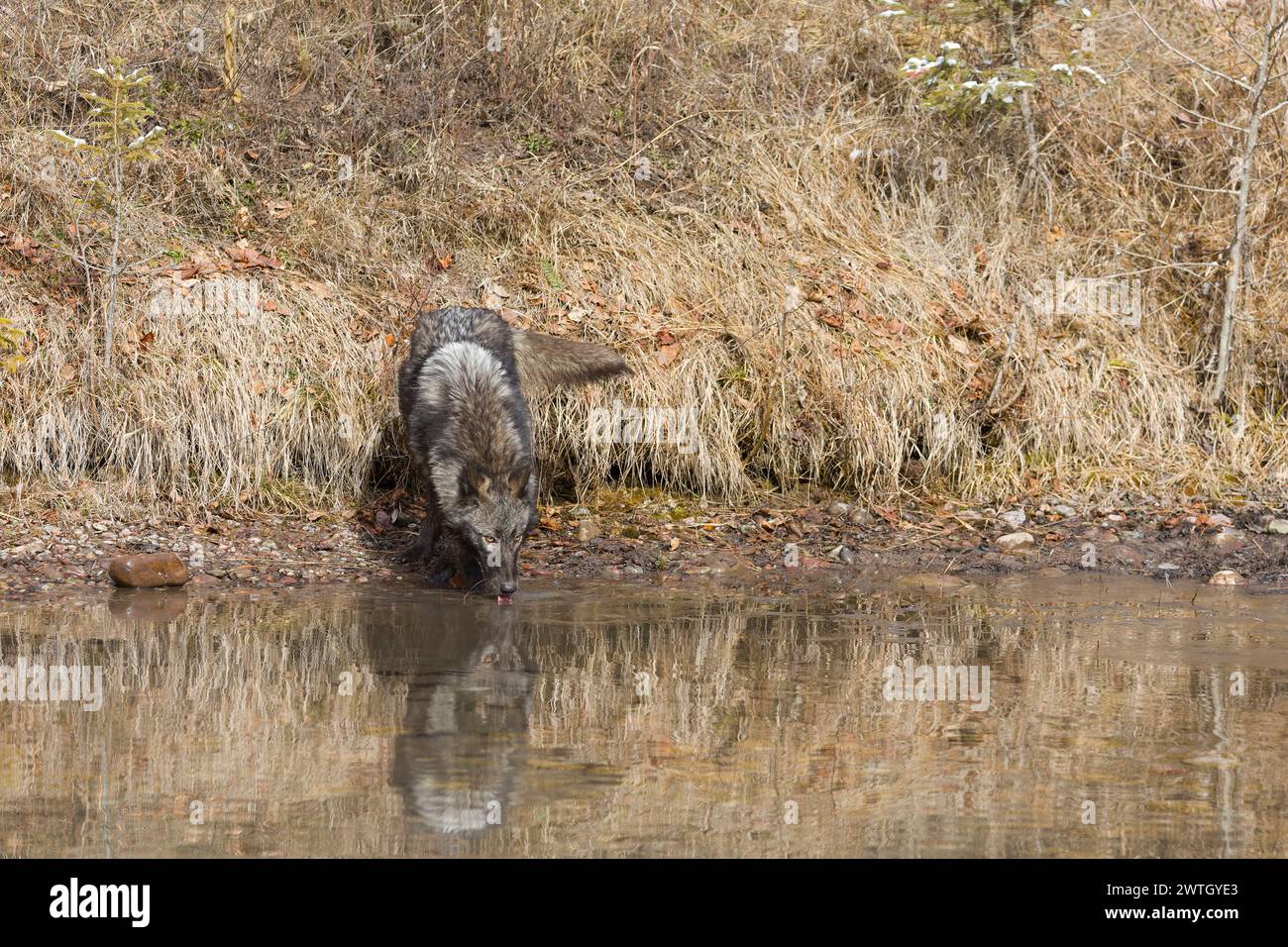Grey wolf Canis lupus, adult standing at river edge, drinking, Montana ...