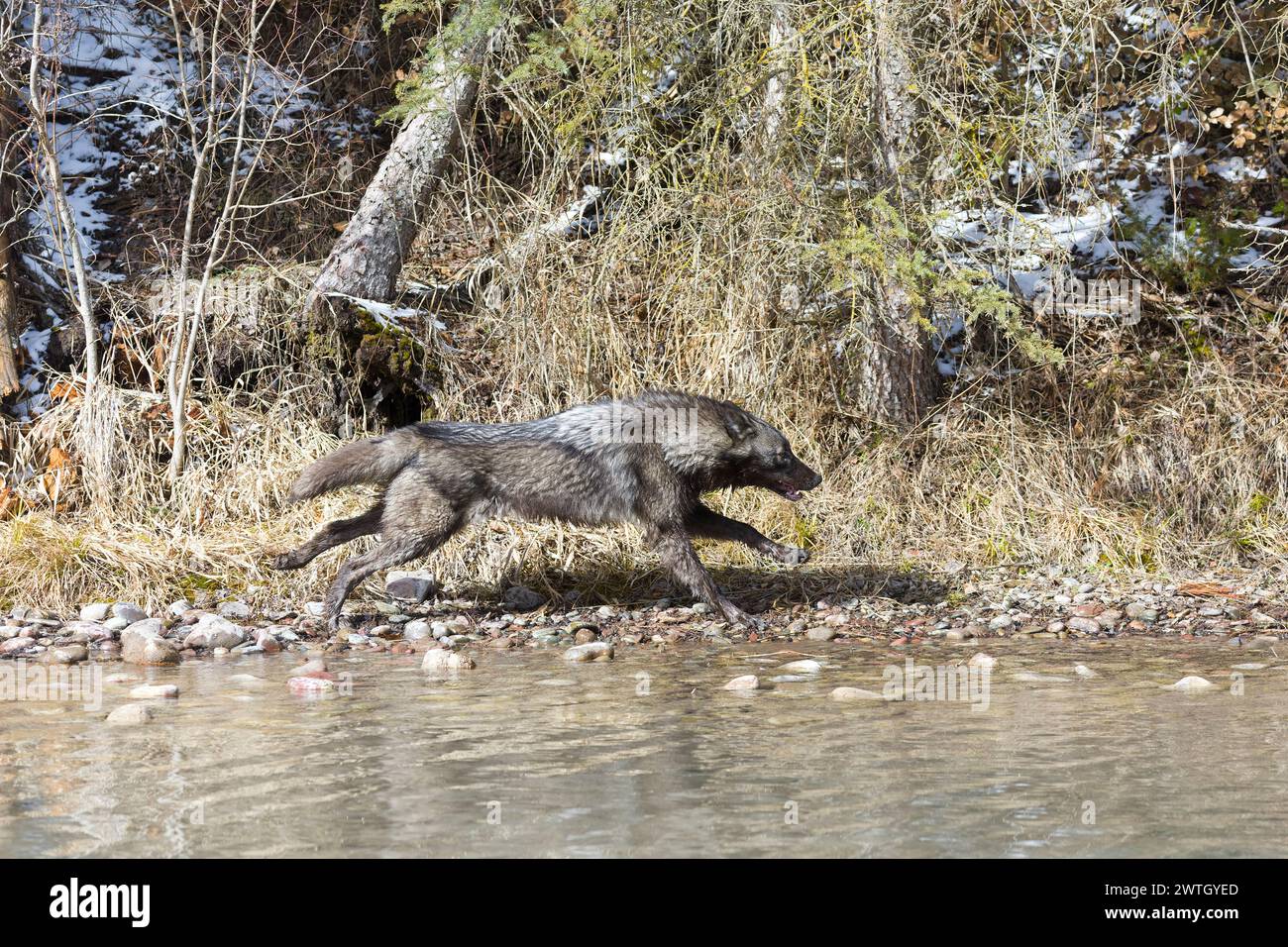 Grey wolf Canis lupus, adult running at river edge, Montana, USA, March ...
