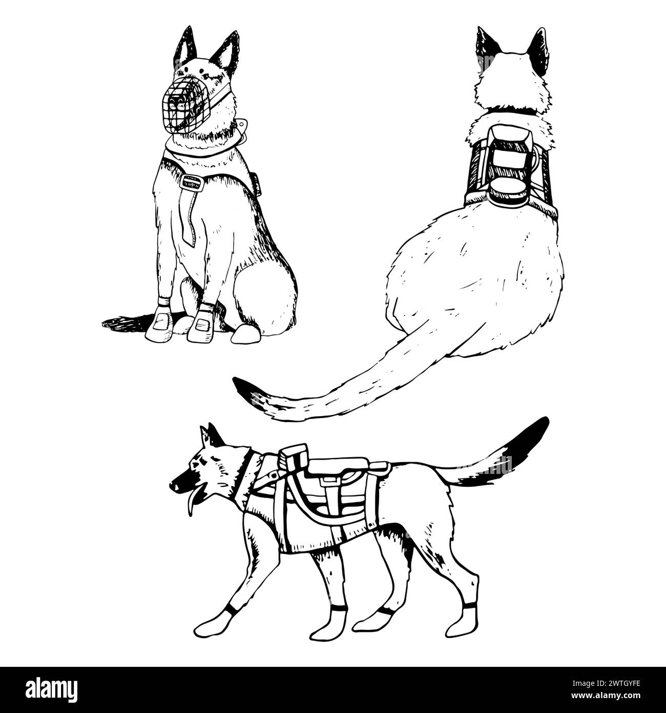 Trained military Cut Out Stock Images & Pictures - Alamy