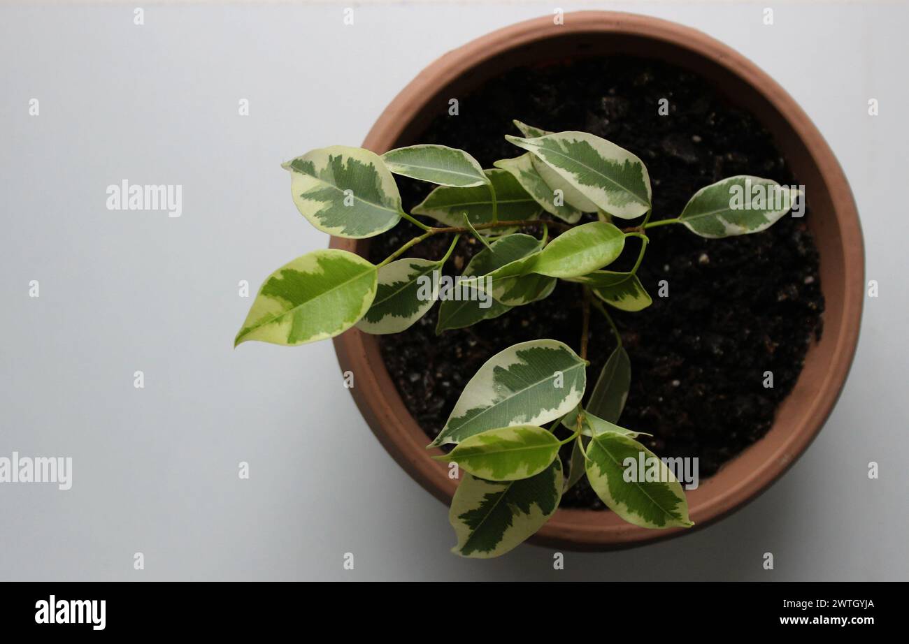 Top View Of Flower Pot With Young Ficus Plant On White Windowsill Stock ...