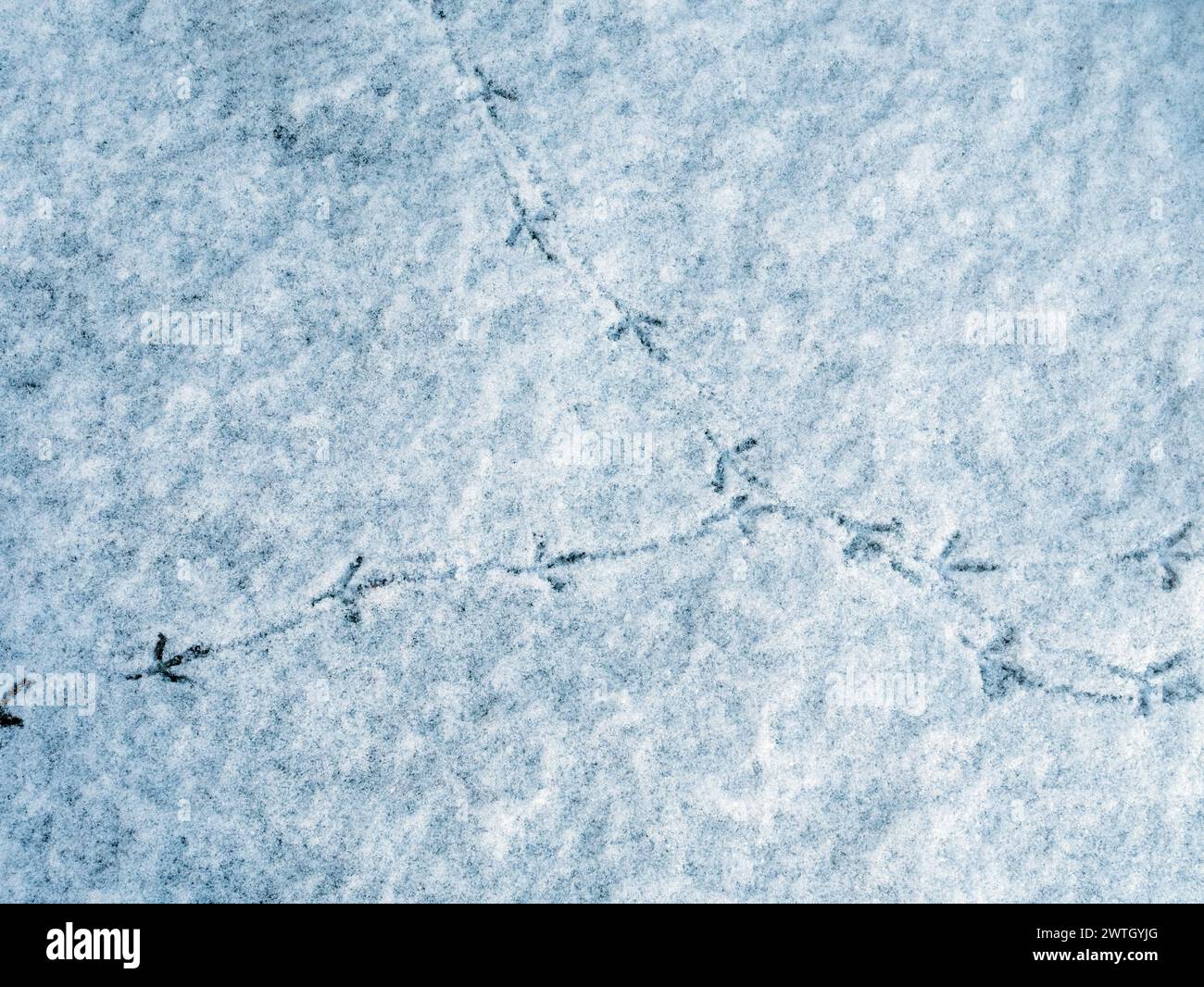 Bird footprint hi-res stock photography and images - Alamy