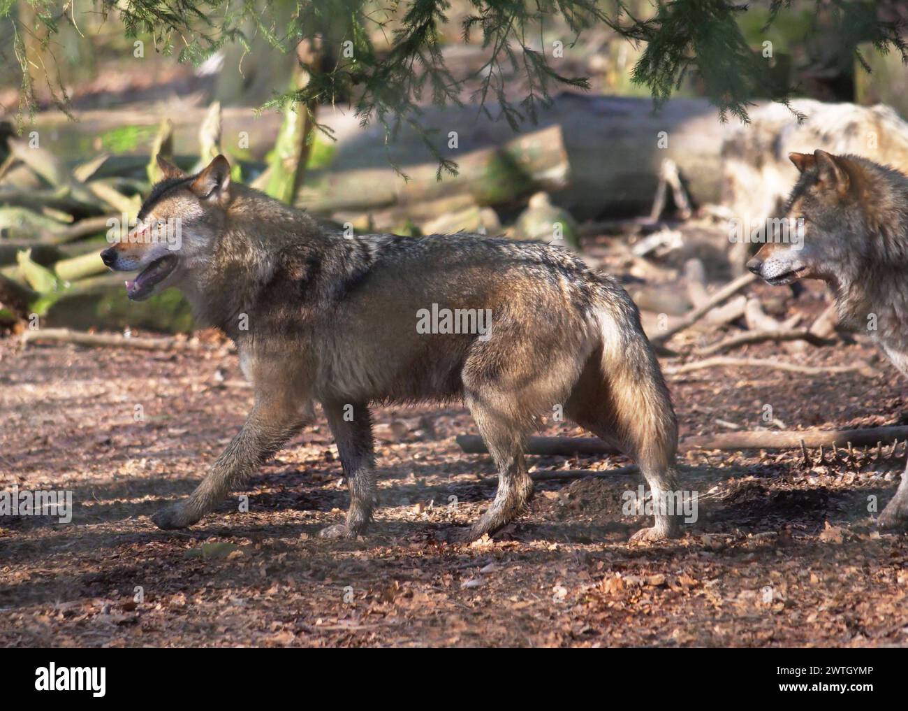 Wolf Europaeischer Grauwolf in Aktion Wolf Grauwolf *** Wolf European ...