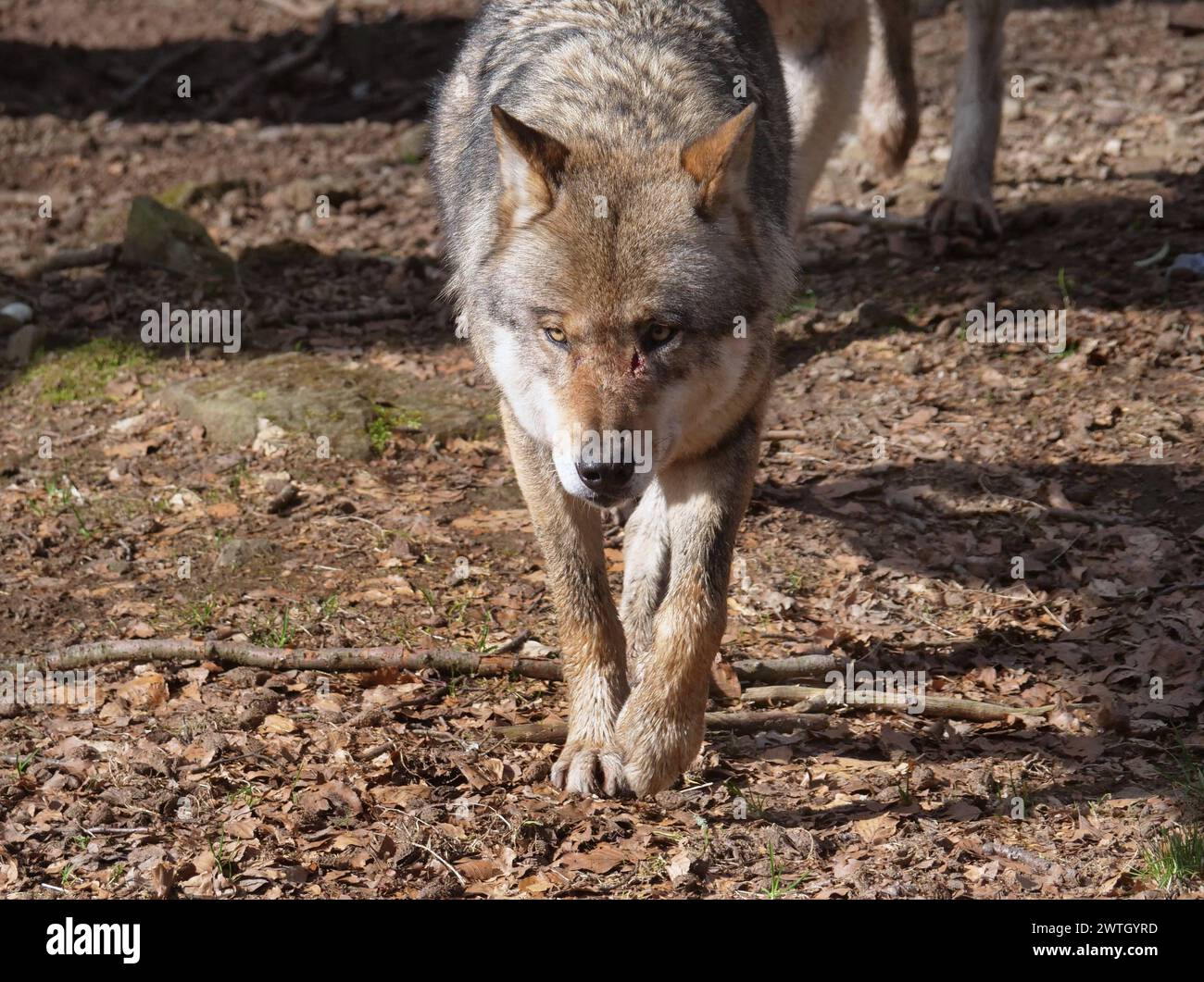 Wolf Europaeischer Grauwolf in Aktion Wolf Grauwolf *** Wolf European ...